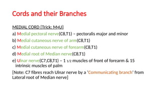 BRACHIAL PLEXUS.pptx Clinical Anatomy .. | PPT