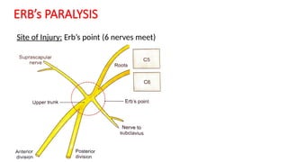 BRACHIAL PLEXUS.pptx Clinical Anatomy .. | PPTX