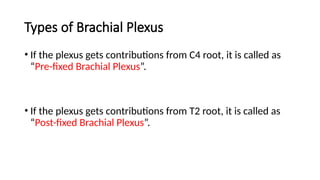 BRACHIAL PLEXUS.pptx Clinical Anatomy .. | PPT