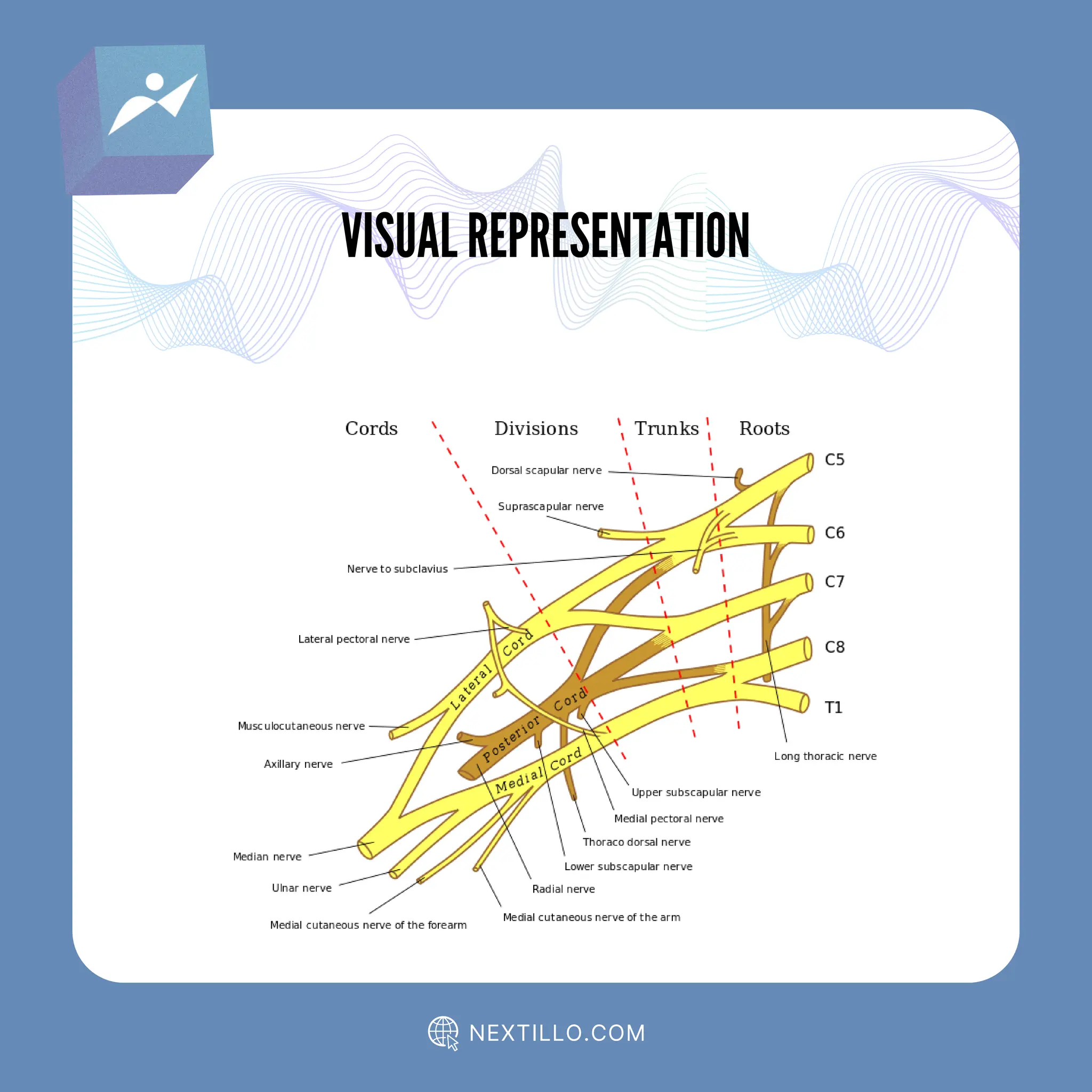 Brachial Plexus | Dibs | Surgery | Nextillo | PDF