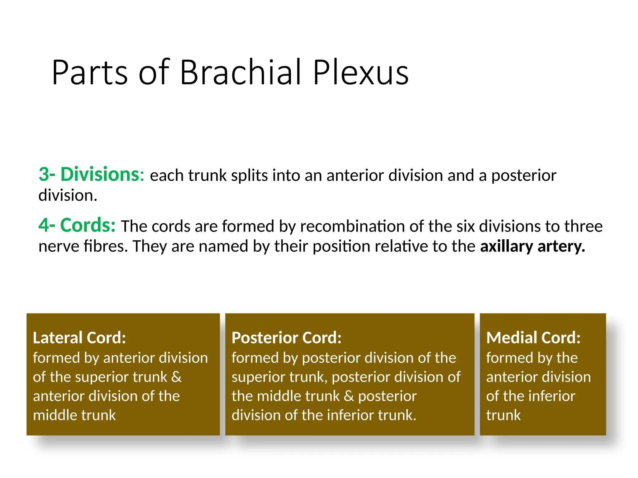 Brachial plexuses presentation by Dr Ela | PPT