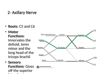 Brachial plexuses presentation by Dr Ela | PPTX