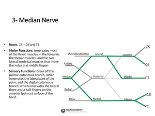 Brachial plexuses presentation by Dr Ela | PPTX