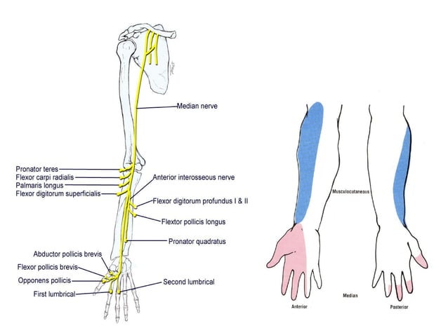 Brachial plexuses presentation by Dr Ela | PPT