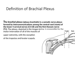 Brachial plexuses presentation by Dr Ela | PPTX