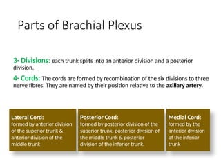 Brachial plexuses presentation by Dr Ela | PPT