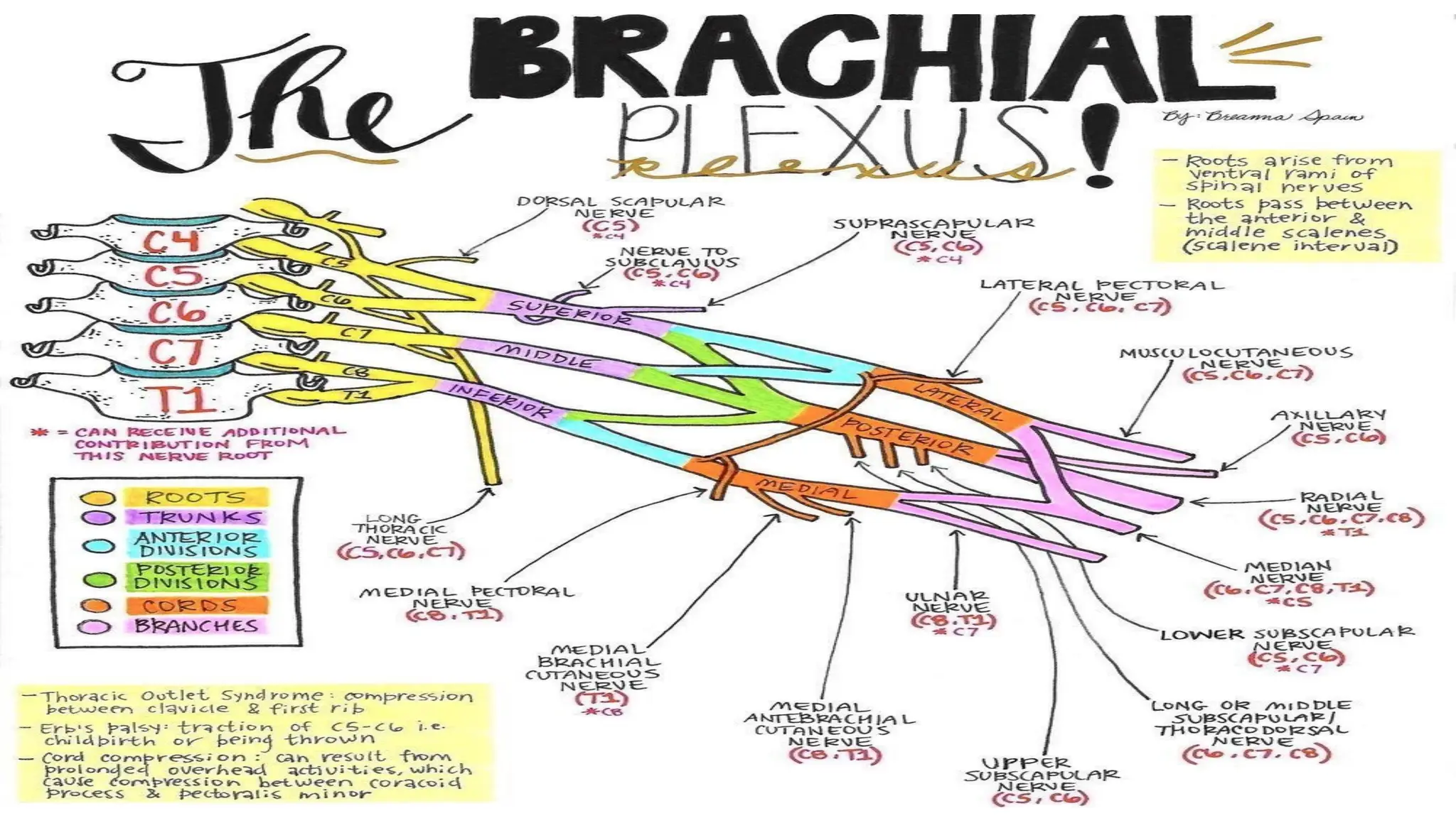 brachial plexus Nausheen Tamboli | PPTX