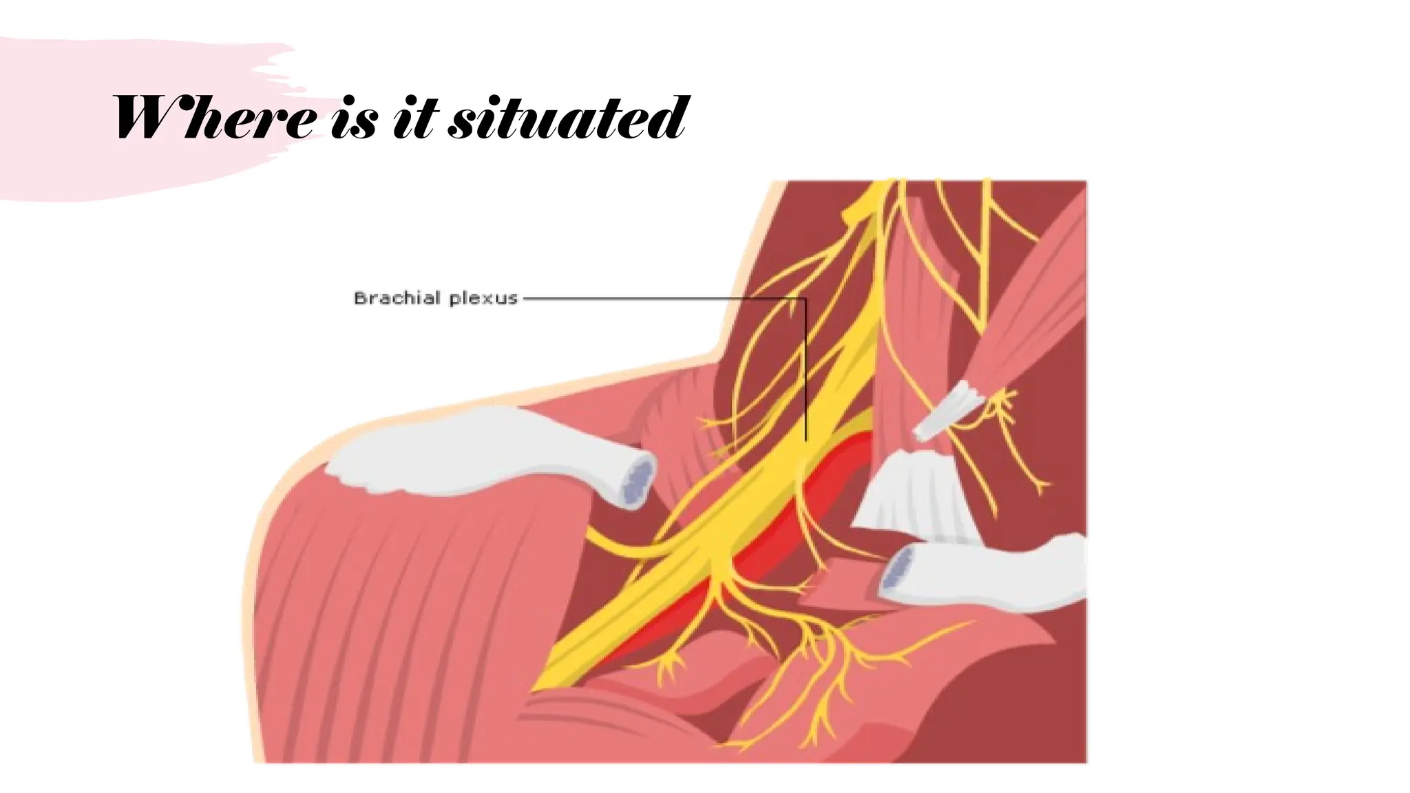 brachial plexus Nausheen Tamboli | PPTX