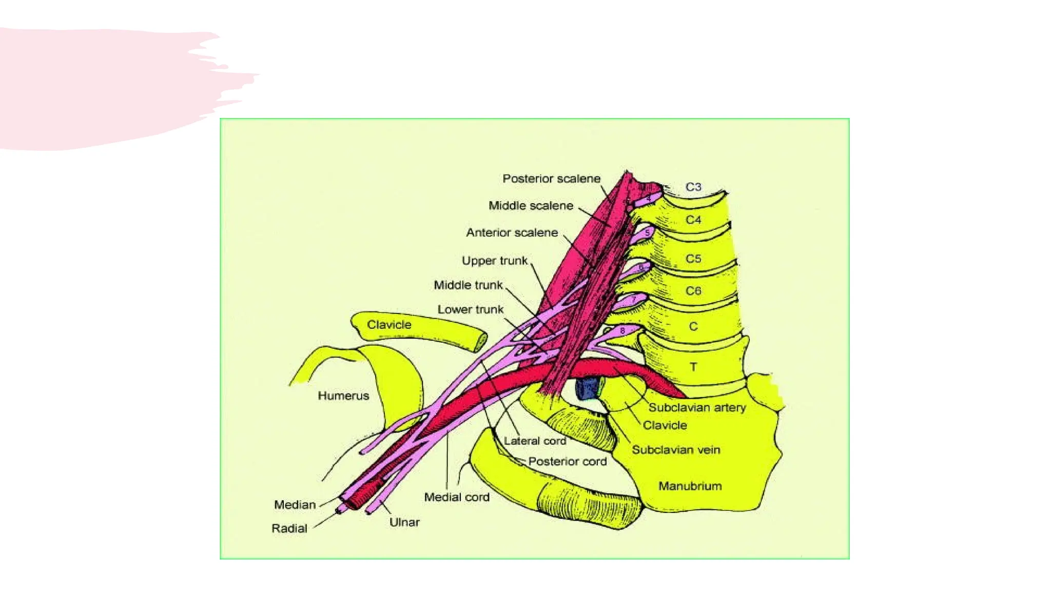 brachial plexus Nausheen Tamboli | PPTX