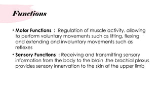 brachial plexus Nausheen Tamboli | PPTX