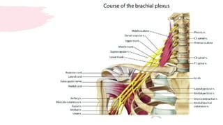 brachial plexus Nausheen Tamboli | PPT