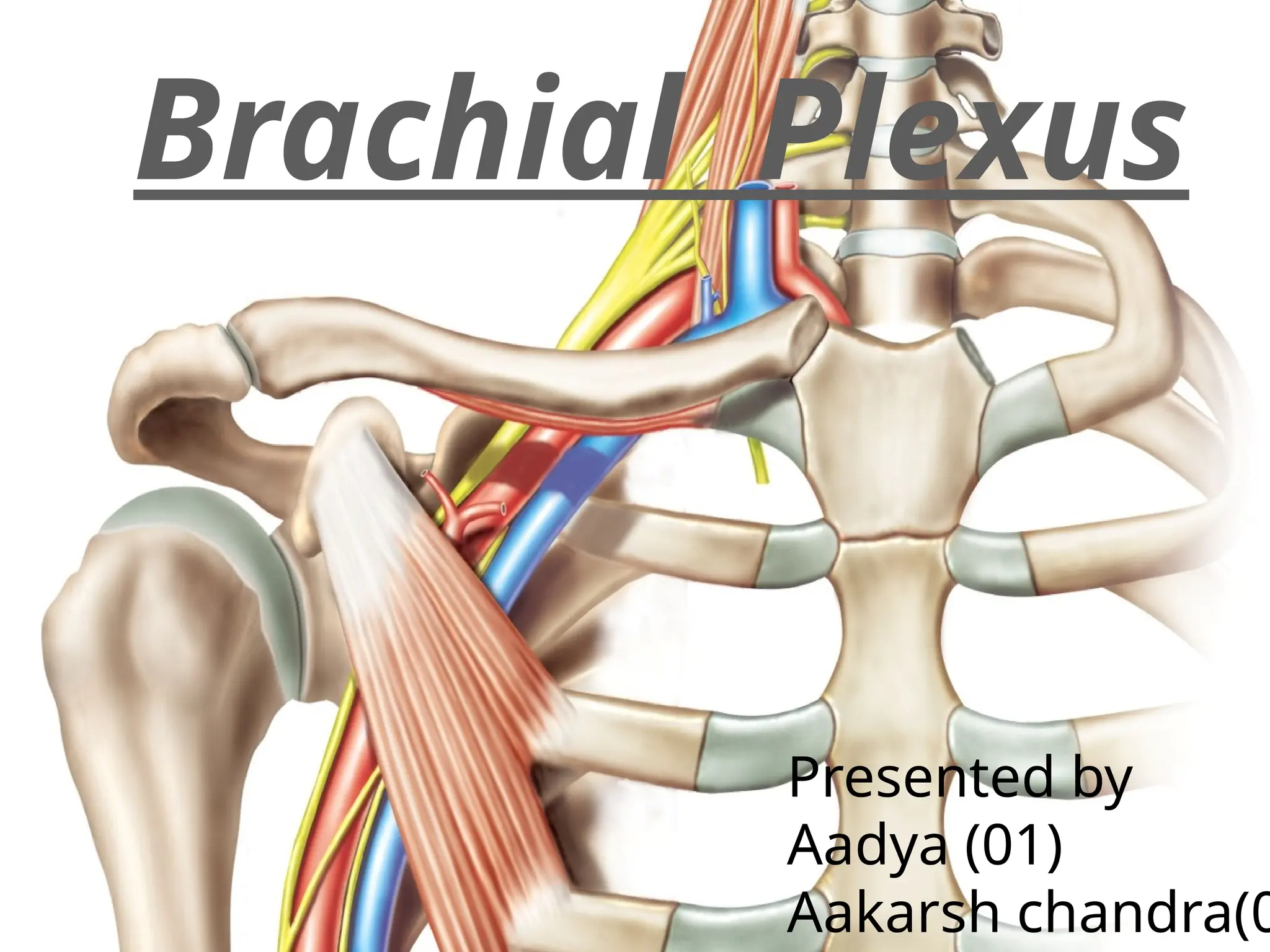 Brachial plexus.pptx it has completed introduction of brachial plexus | PPT