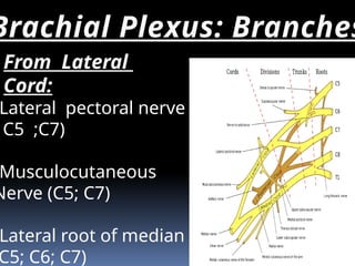 Brachial plexus.pptx it has completed introduction of brachial plexus | PPT