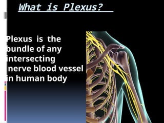 Brachial plexus.pptx it has completed introduction of brachial plexus ...