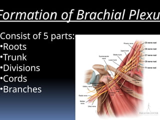 Brachial plexus.pptx it has completed introduction of brachial plexus | PPT