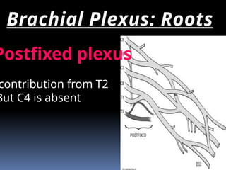 Brachial plexus.pptx it has completed introduction of brachial plexus ...