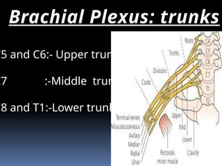 Brachial plexus.pptx it has completed introduction of brachial plexus | PPT