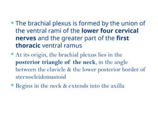 Gross anatomy of brachial Plexus and clinical importance.ppt