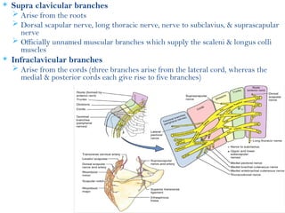 Gross anatomy of brachial Plexus and clinical importance.ppt
