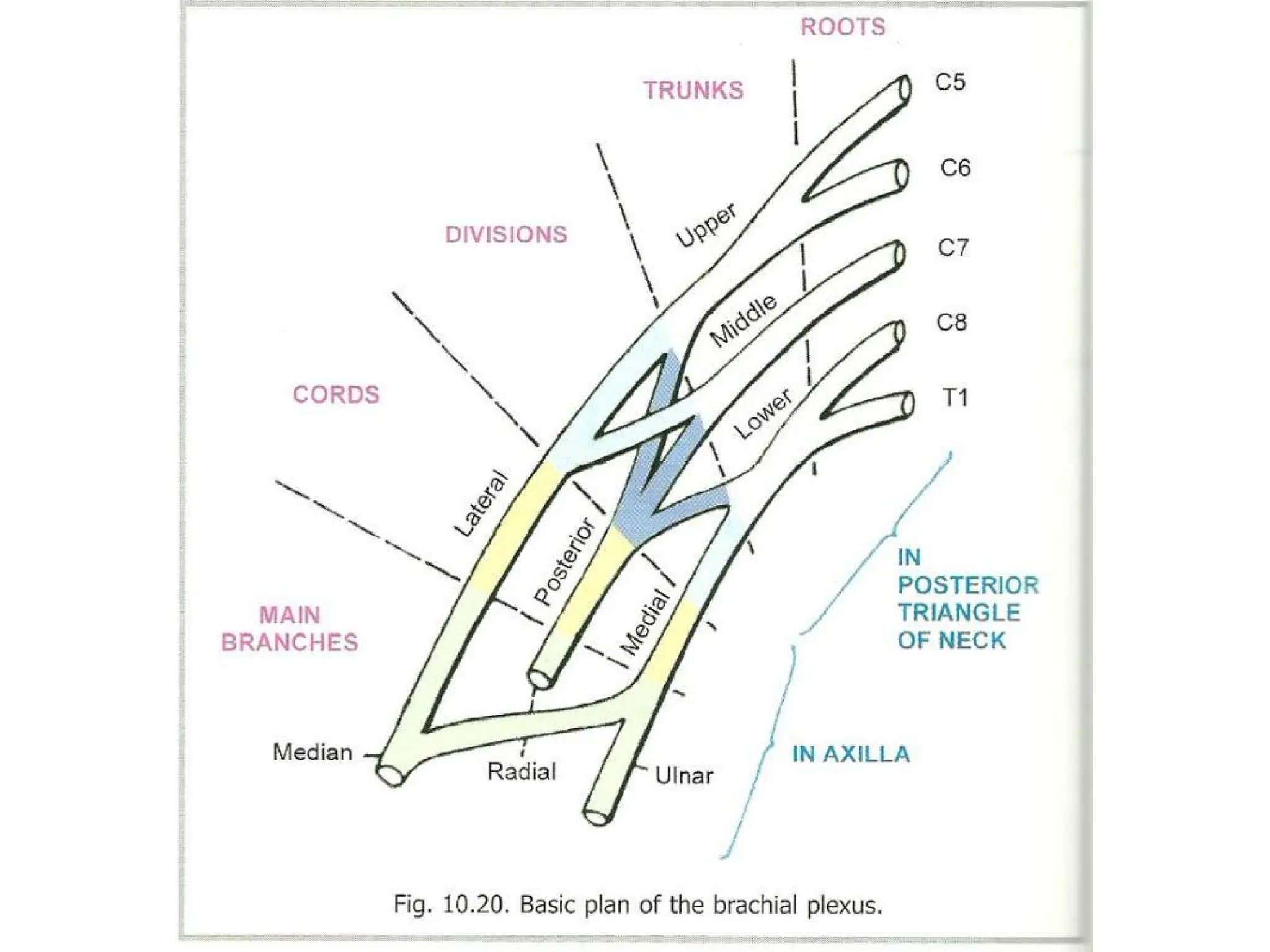 Brachial plexus.ppt anatomy notes for medical students | PPT