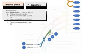 Brachial Plexus of cervical region. presenting C5 to T1 spinal nerves ...