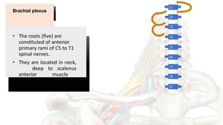 Brachial Plexus of cervical region. presenting C5 to T1 spinal nerves ...