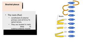 Brachial Plexus of cervical region. presenting C5 to T1 spinal nerves ...