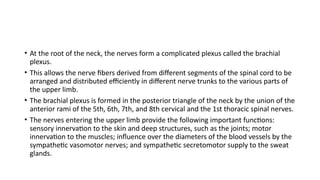Comprehensive Overview of the Brachial Plexus Anatomy and Functions | PPTX
