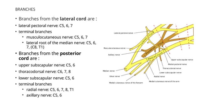 BRACHIAL PLEXUS - By Abhinav Tyagi.pptx anatomy | PPT