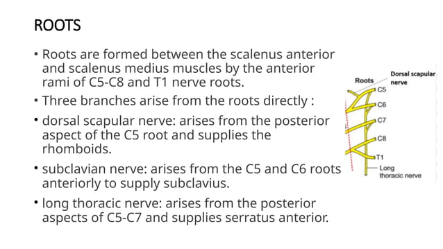 BRACHIAL PLEXUS - By Abhinav Tyagi.pptx anatomy | PPT