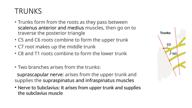 BRACHIAL PLEXUS - By Abhinav Tyagi.pptx anatomy | PPT