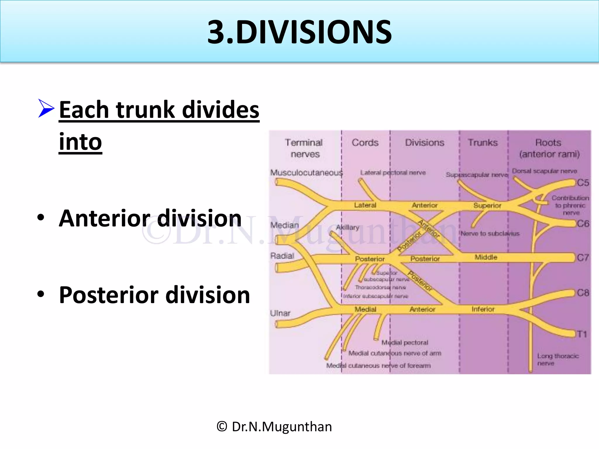 Brachial plexus Dr.N.Mugunthan | PDF
