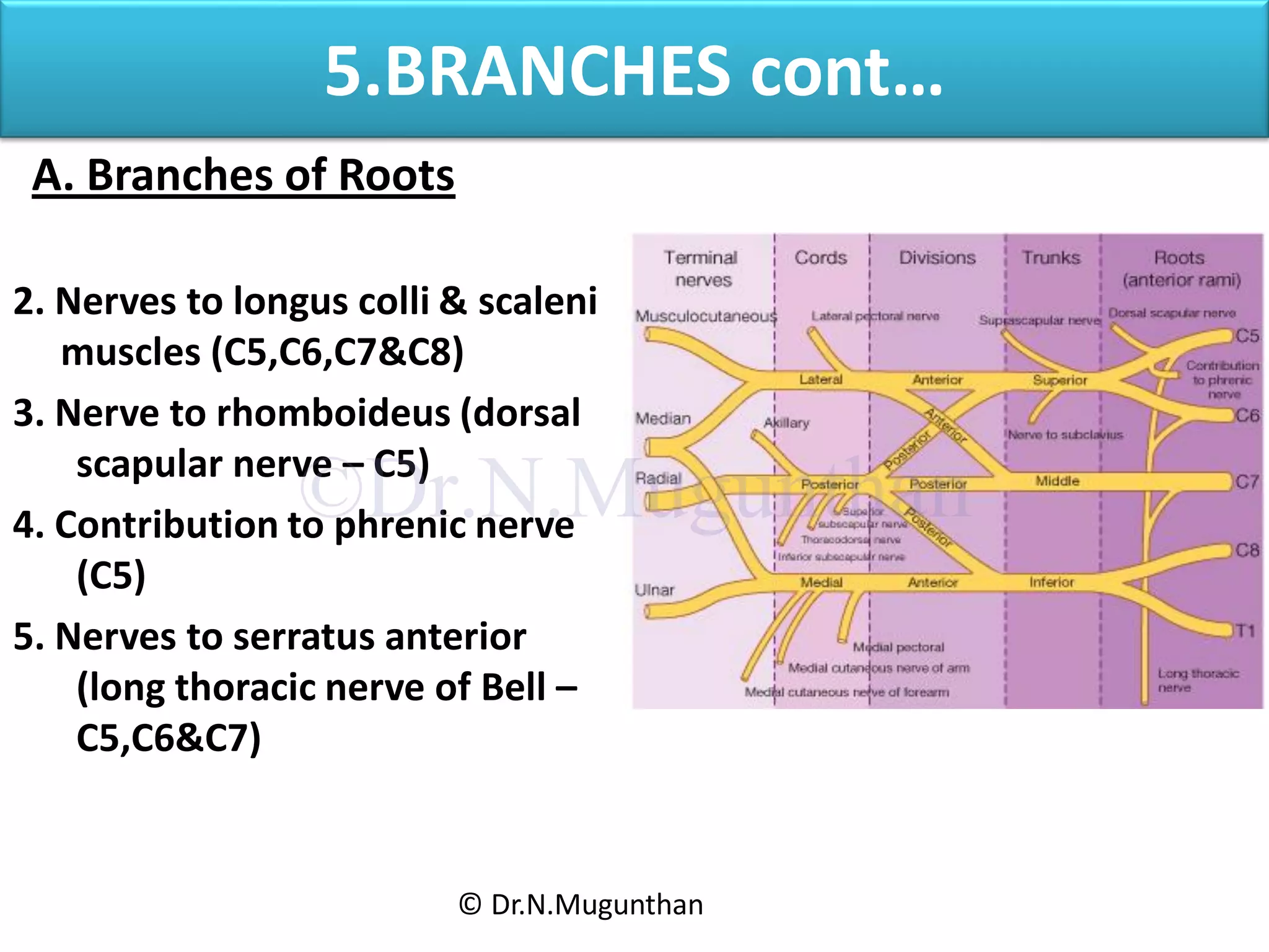 Brachial plexus Dr.N.Mugunthan | PDF