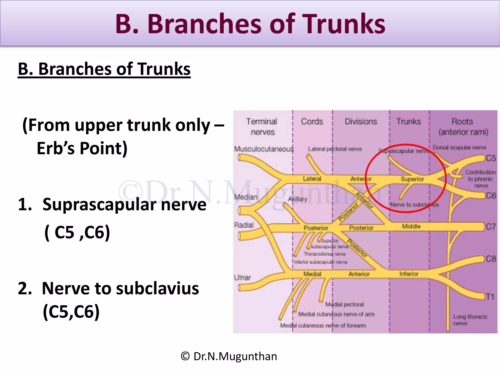 Brachial plexus Dr.N.Mugunthan | PDF