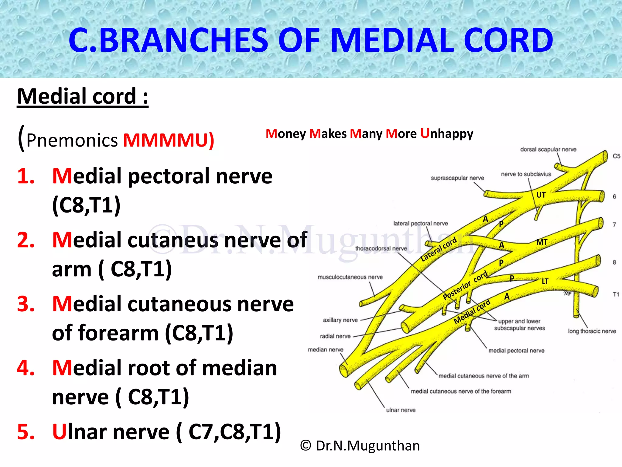 Brachial plexus Dr.N.Mugunthan | PDF