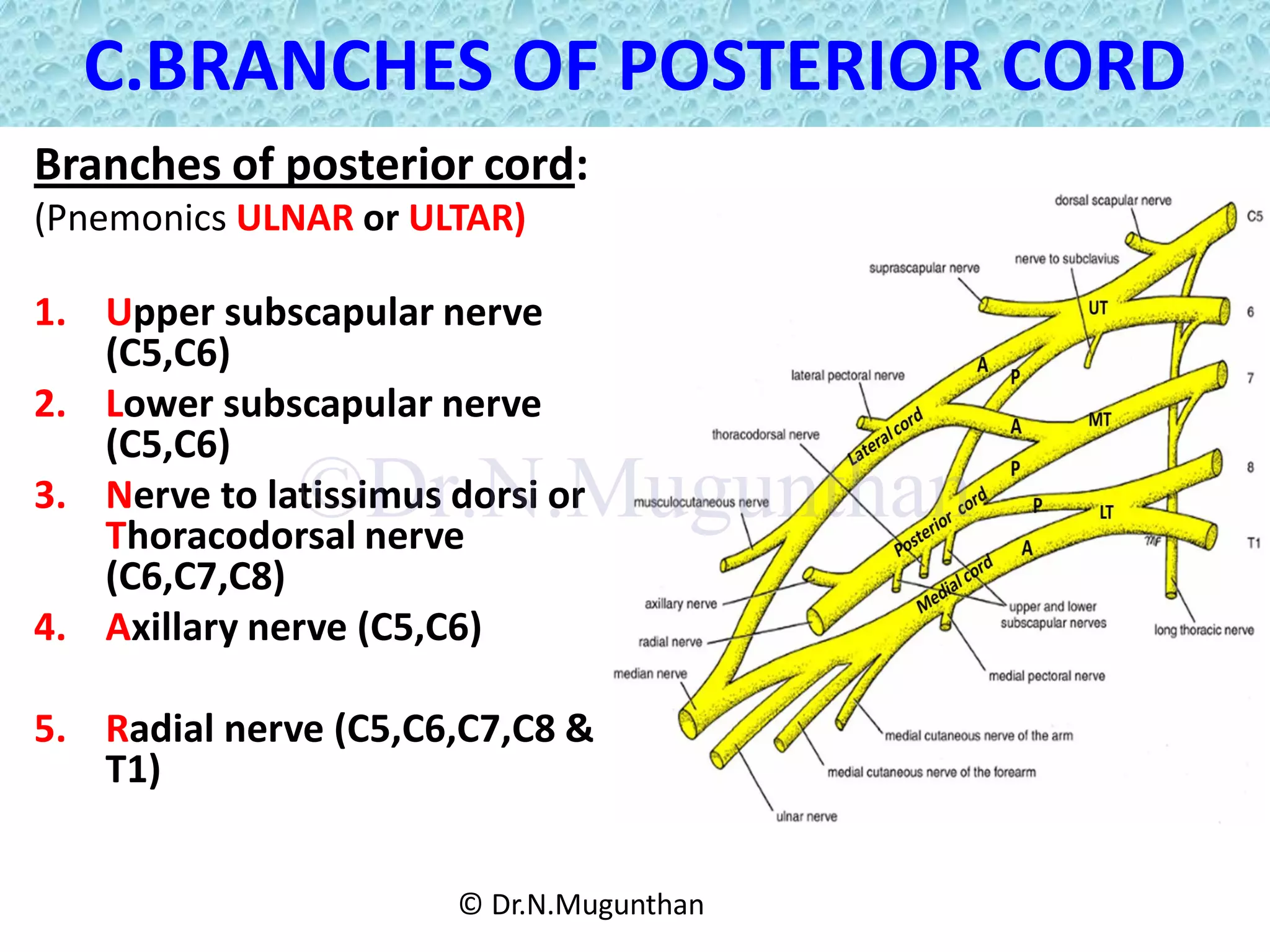 Brachial plexus Dr.N.Mugunthan | PDF