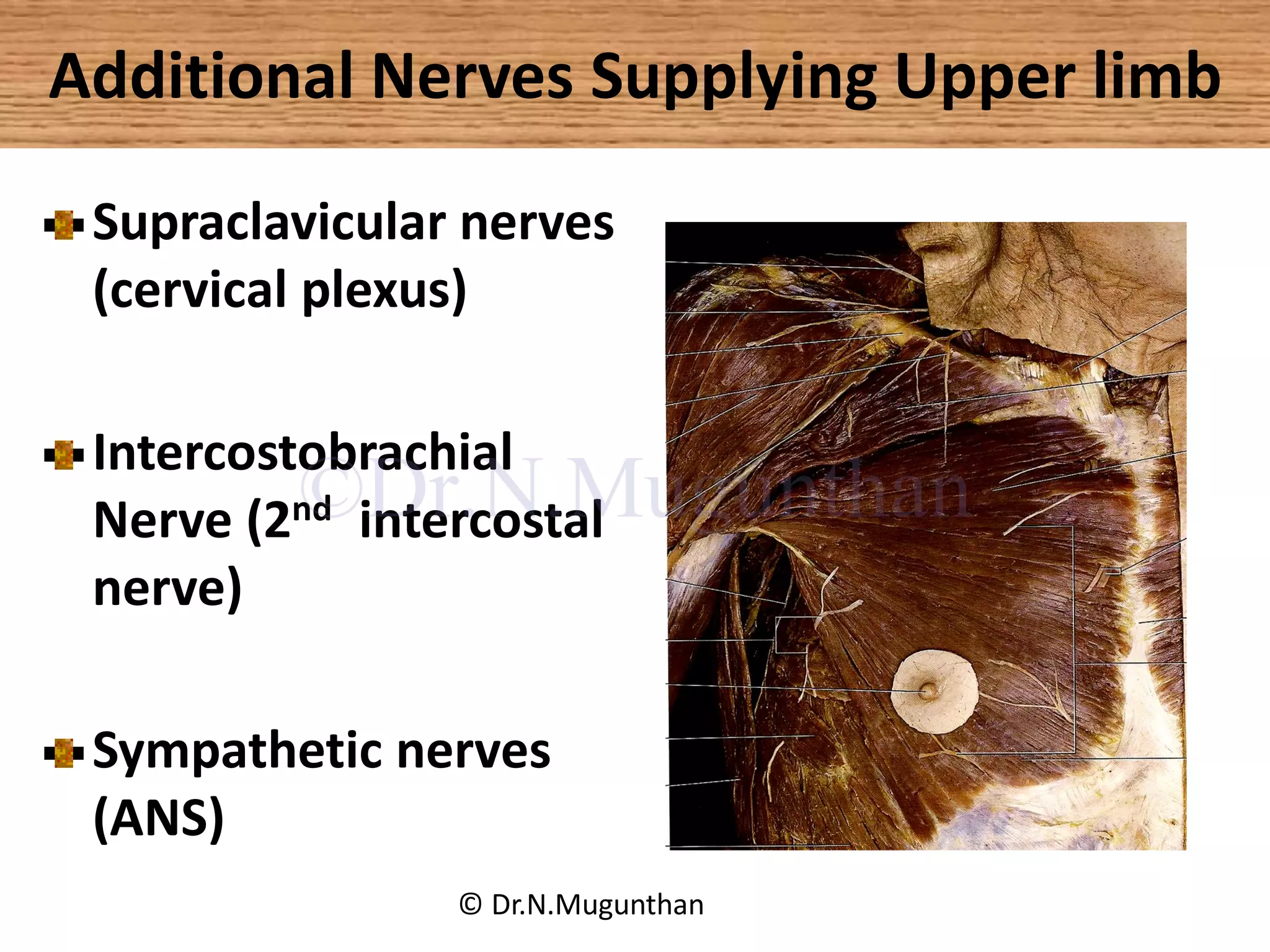 Brachial plexus Dr.N.Mugunthan | PDF