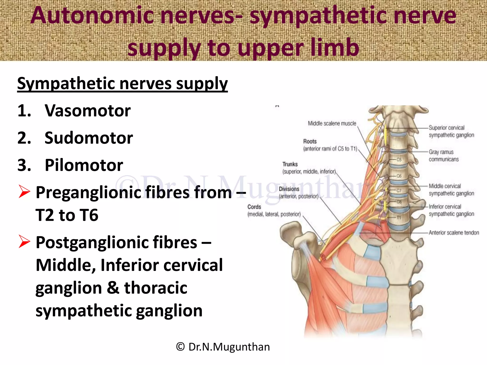 Brachial plexus Dr.N.Mugunthan | PDF