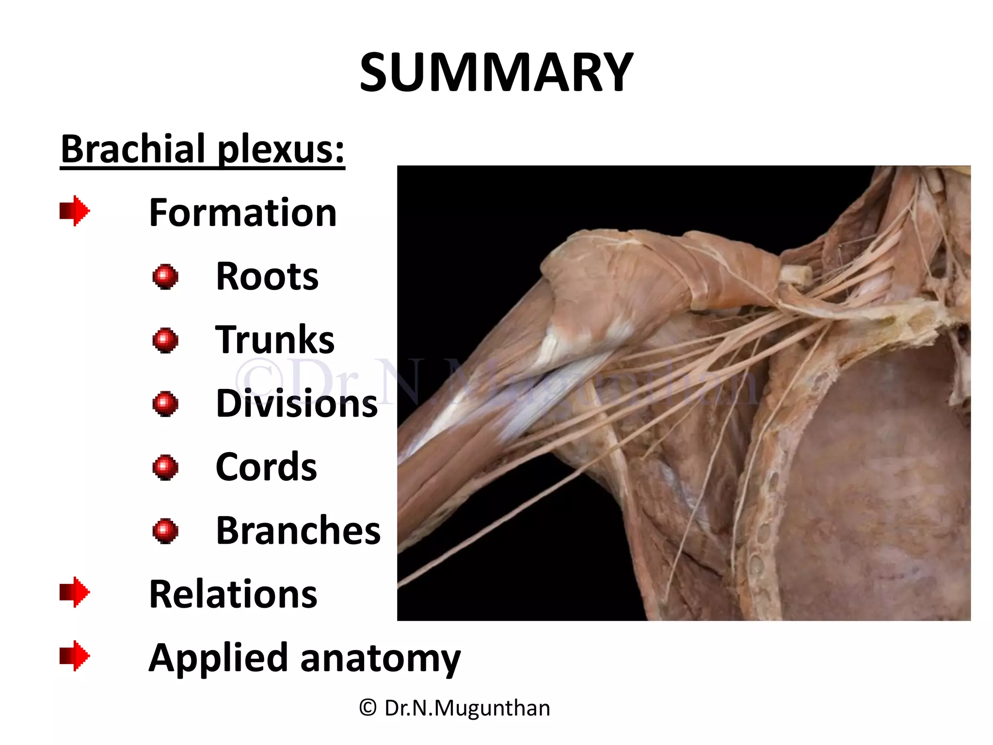 Brachial plexus Dr.N.Mugunthan | PDF