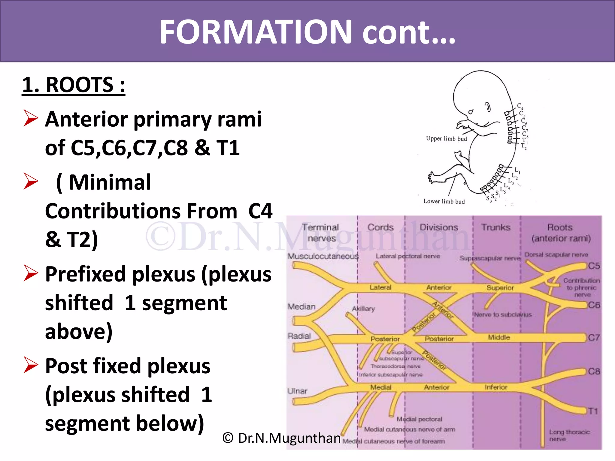 Brachial plexus Dr.N.Mugunthan | PDF