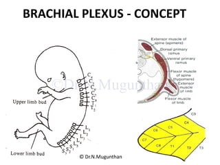 Brachial plexus Dr.N.Mugunthan | PDF