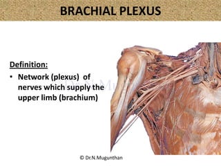Brachial plexus Dr.N.Mugunthan | PDF