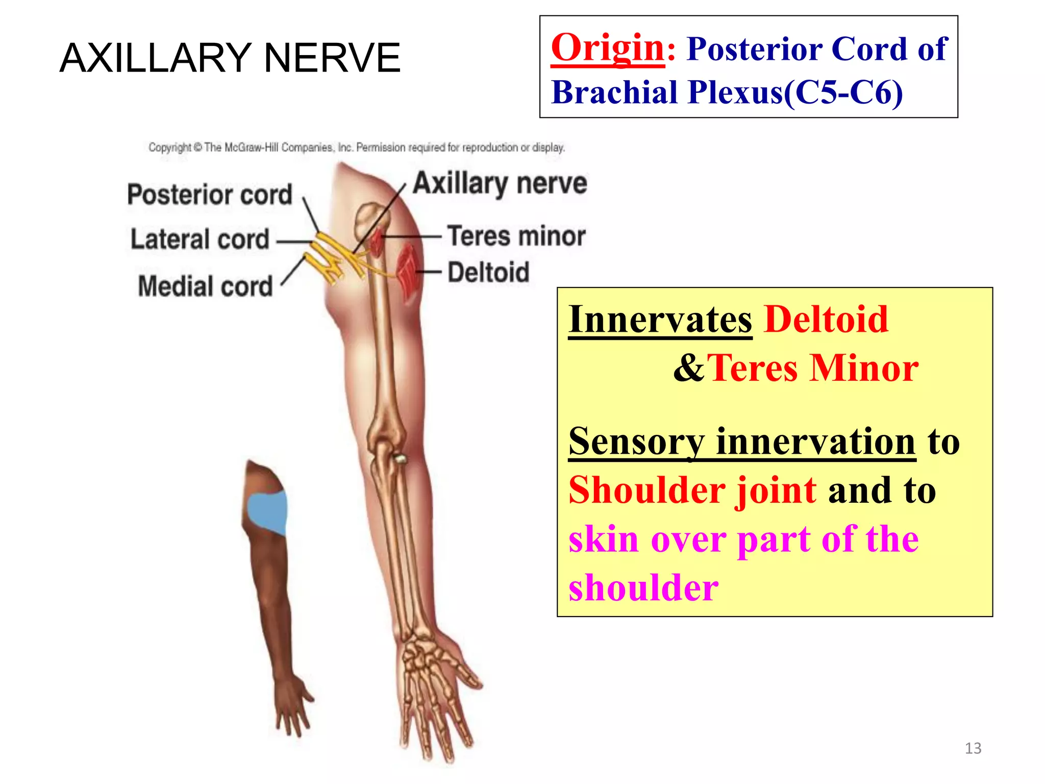 Brachial plexus 1.pdf