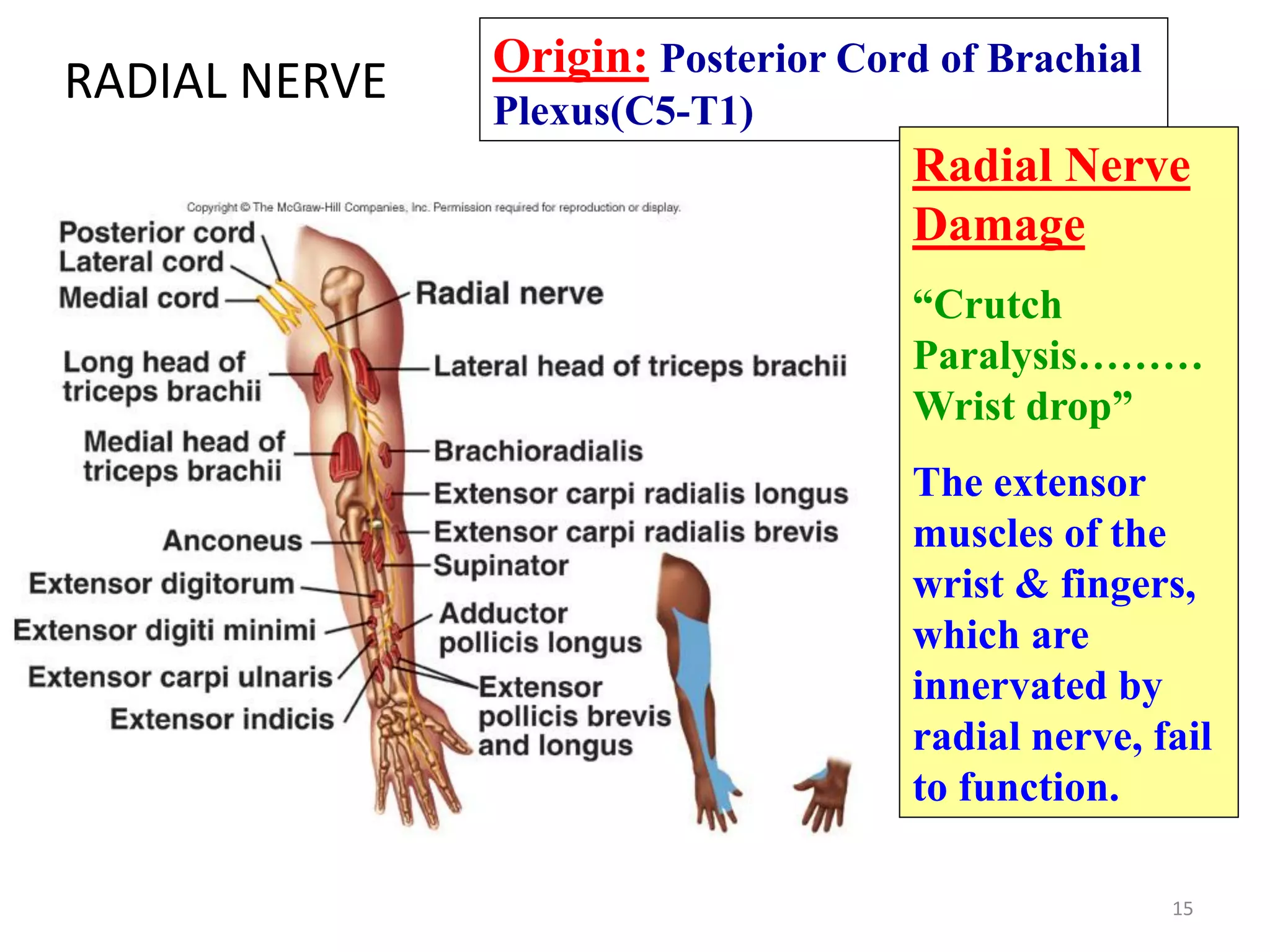Brachial plexus 1.pdf