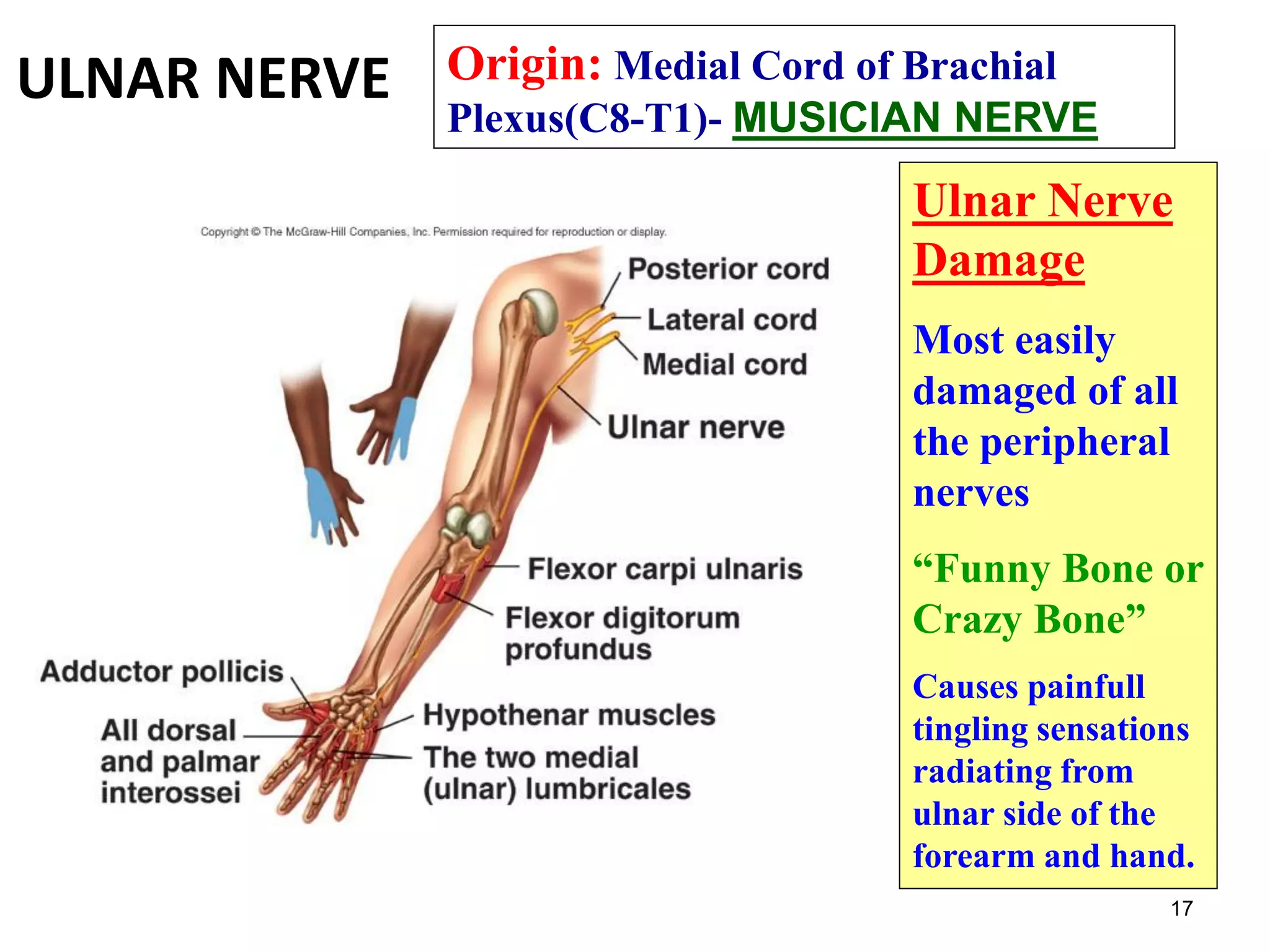 Brachial plexus 1.pdf
