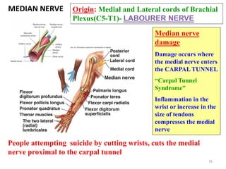 Brachial plexus 1.pdf