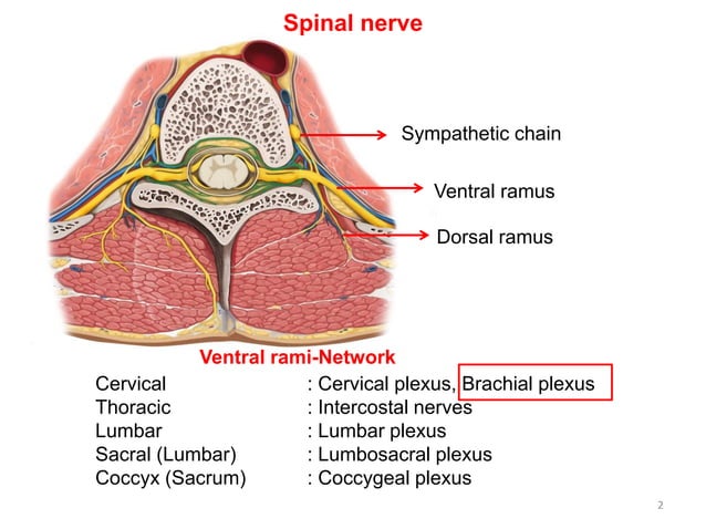 Brachial plexus 1.pdf