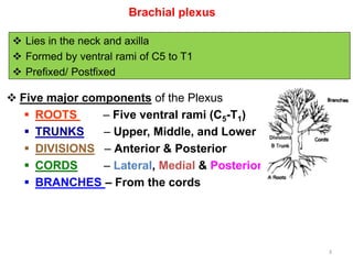 Brachial plexus 1.pdf