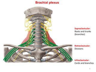 Brachial plexus 1.pdf