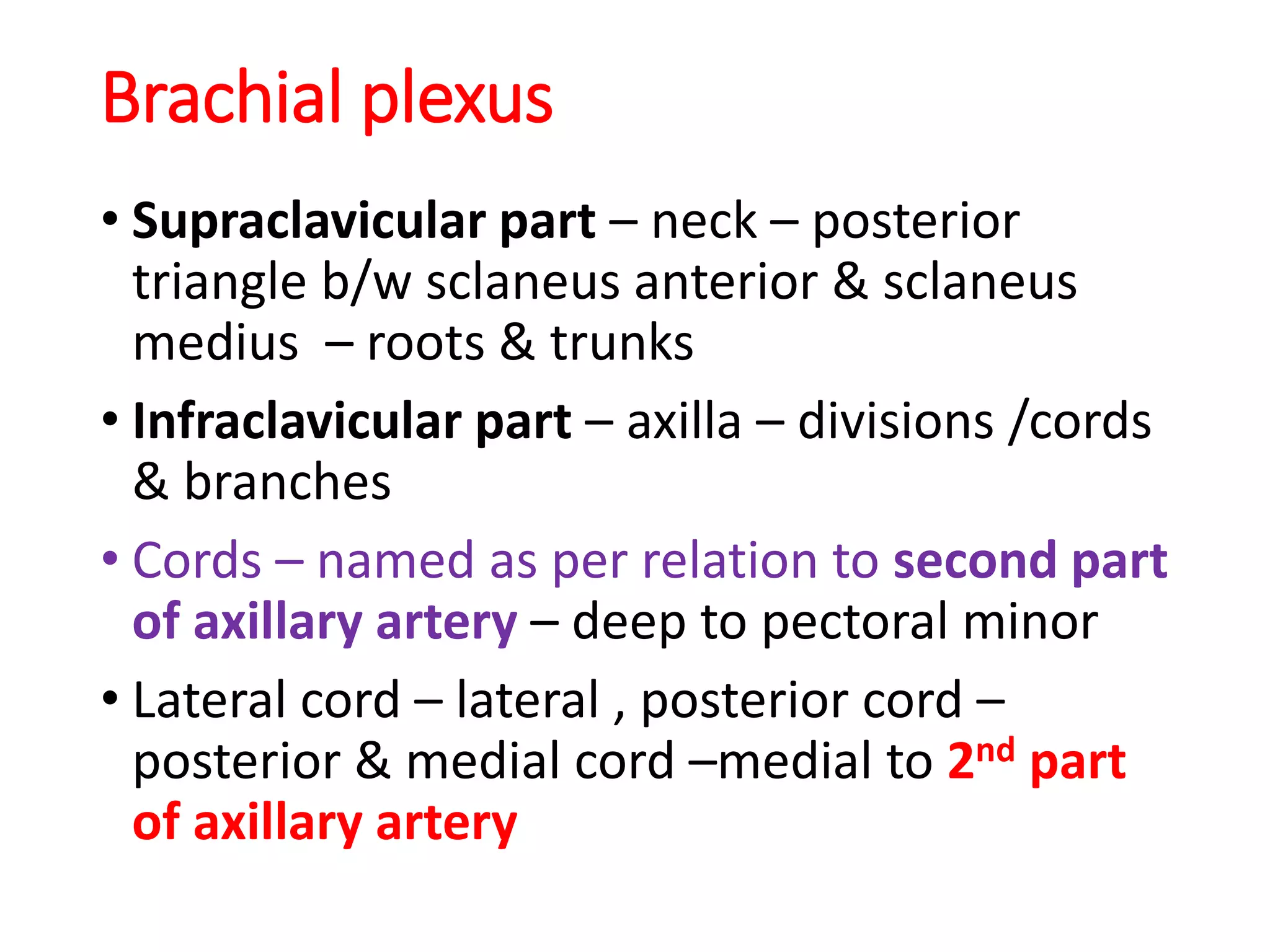 brachial_plexus (1).pdf